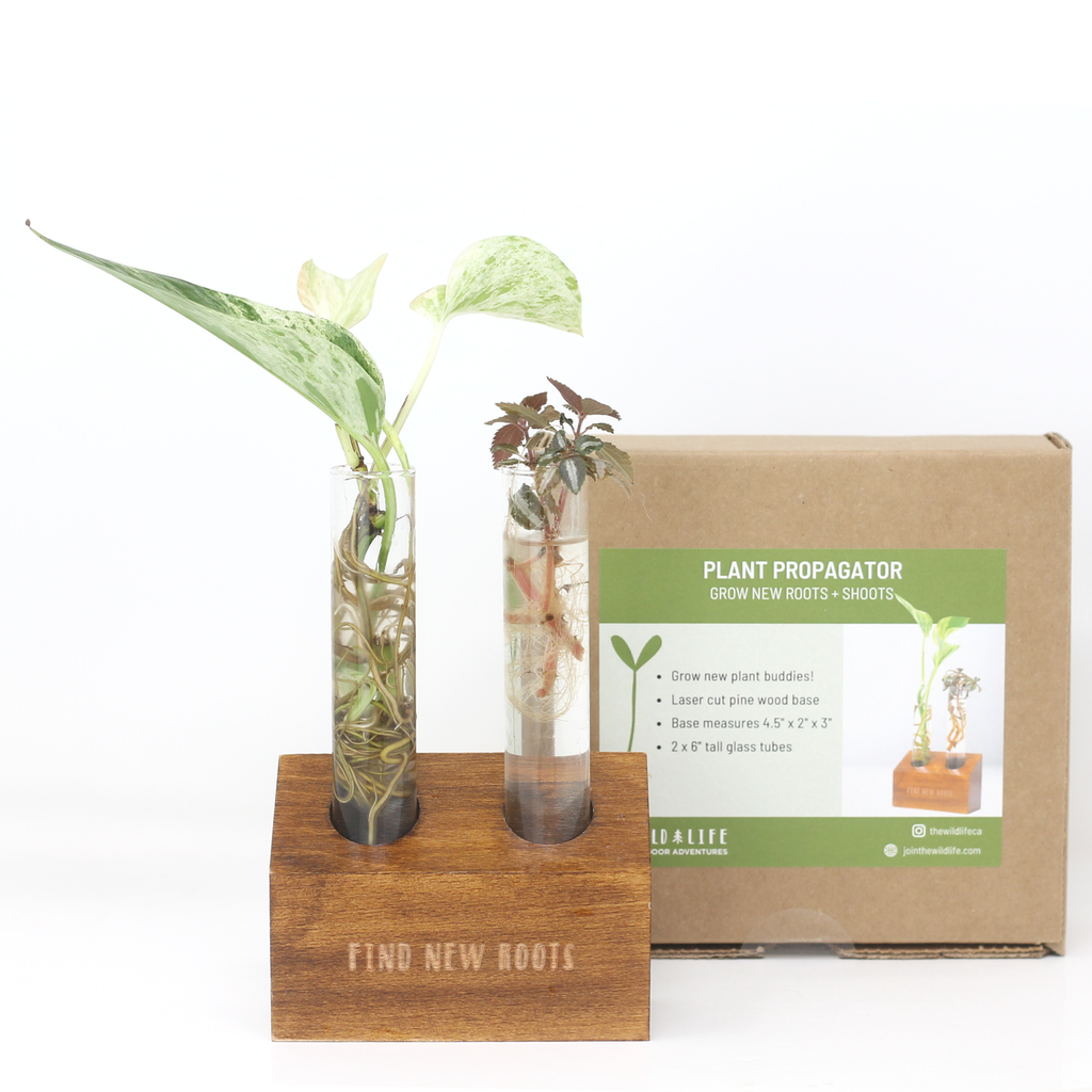 Plant Propagator – Salt & Acres